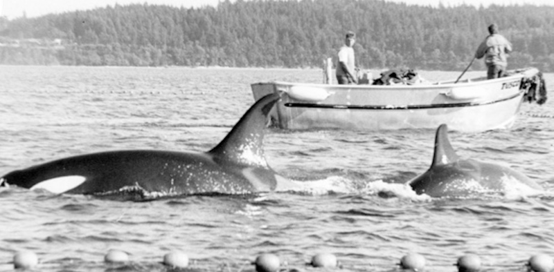 Whale University | Orca Behavior Institute